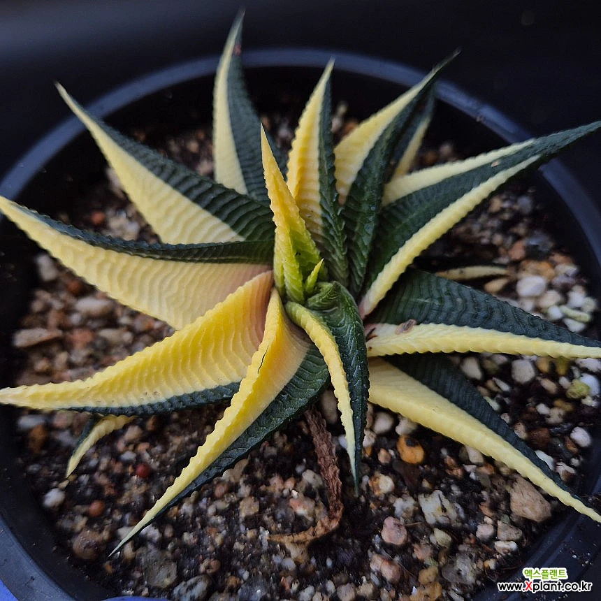 Haworthia limifolia f.variegata Haworthia - Xplant