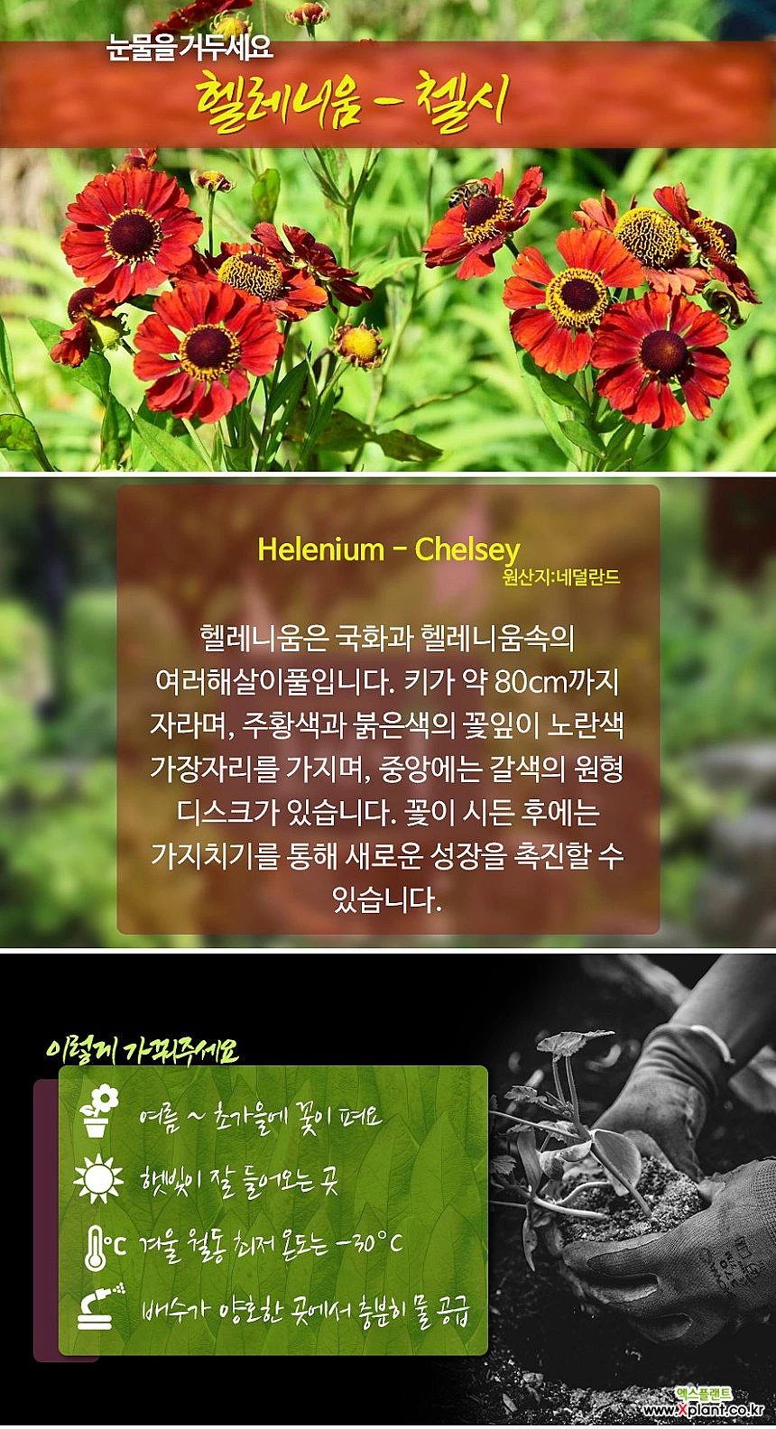 Helenium autumnale [] 7 helenium chelsey Wild Flower - Xplant